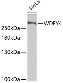 WDFY4 Antibody - Cat. No. 19-494 | ProSci