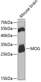 MOG Antibody - Cat. No. 19-608 | ProSci