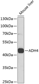 ADH4 Antibody - Cat. No. 19-673 | ProSci