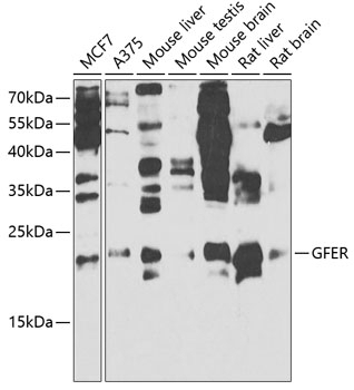 GFER Antibody - Cat. No. 19-680 | ProSci