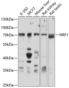 NRF1 Antibody - Cat. No. 19-723 | ProSci