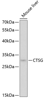 CTSG Antibody - Cat. No. 19-769 | ProSci