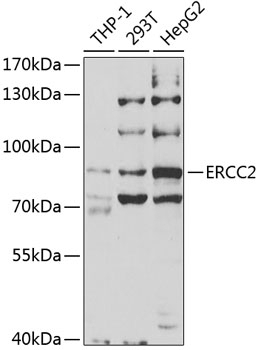 ERCC2 Antibody - Cat. No. 19-771 | ProSci