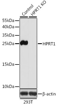 HPRT1 Antibody, KO Validated - Cat. No. 19-798 | ProSci