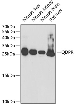 QDPR Antibody - Cat. No. 19-822 | ProSci