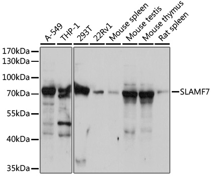 SLAMF7 Antibody - Cat. No. 19-857 | ProSci