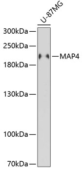 MAP4 Antibody - Cat. No. 19-937 | ProSci