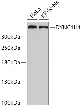 DYNC1H1 Antibody - Cat. No. 19-940 | ProSci