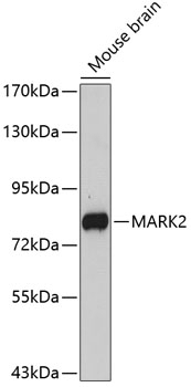 MARK2 Antibody - Cat. No. 19-943 | ProSci