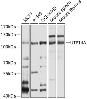 UTP14A Antibody - Cat. No. 19-960 | ProSci