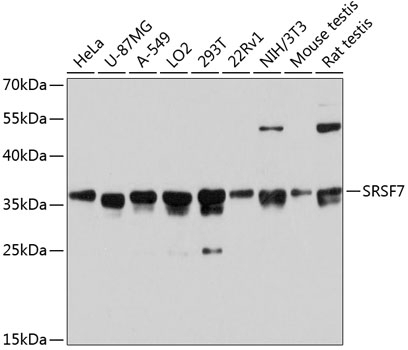 SRSF7 Antibody - Cat. No. 19-995 | ProSci