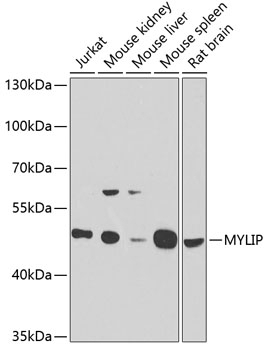 MYLIP Antibody - Cat. No. 22-039 | ProSci