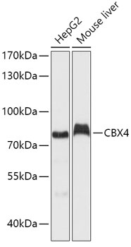 CBX4 Antibody - Cat. No. 22-061 | ProSci