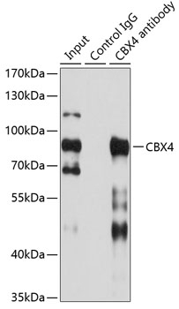 CBX4 Antibody - Cat. No. 22-061 | ProSci