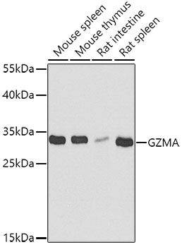 GZMA Antibody - Cat. No. 22-069 | ProSci