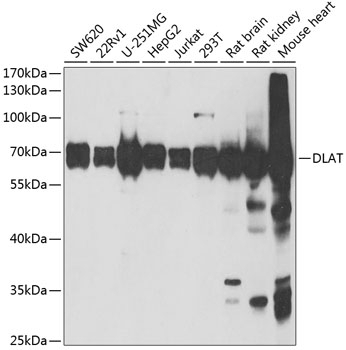 DLAT Antibody - Cat. No. 22-102 | ProSci