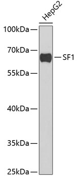 SF1 Antibody - Cat. No. 22-210 | ProSci