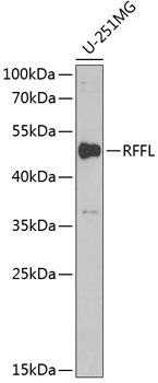 RFFL Antibody - Cat. No. 22-262 | ProSci
