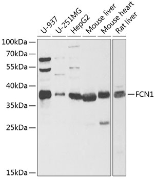 FCN1 Antibody - Cat. No. 22-334 | ProSci