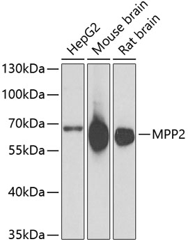 MPP2 Antibody - Cat. No. 22-385 | ProSci
