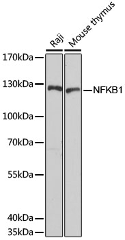 NFKB1 Antibody, KO Validated - Cat. No. 22-393 | ProSci