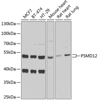 PSMD12 Antibody - Cat. No. 22-424 | ProSci