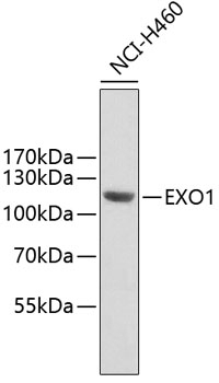 EXO1 Antibody - Cat. No. 22-496 | ProSci