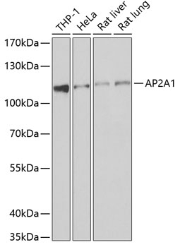 AP2A1 Antibody - Cat. No. 22-512 | ProSci