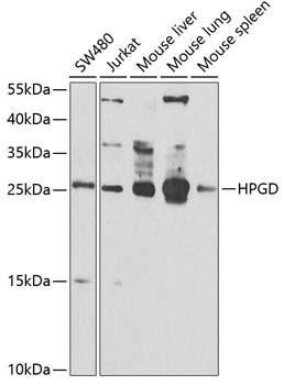 HPGD Antibody - Cat. No. 22-560 | ProSci