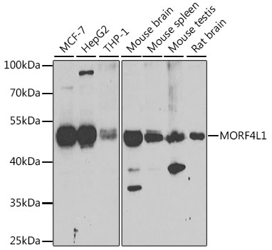 MORF4L1 Antibody - Cat. No. 22-675 | ProSci