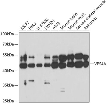 VPS4A Antibody - Cat. No. 22-694 | ProSci