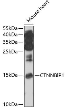 CTNNBIP1 Antibody - Cat. No. 22-718 | ProSci