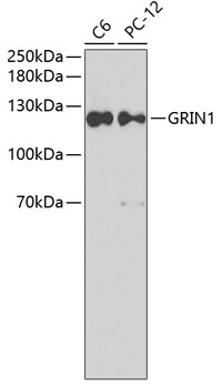 GRIN1 Antibody - Cat. No. 22-753 | ProSci
