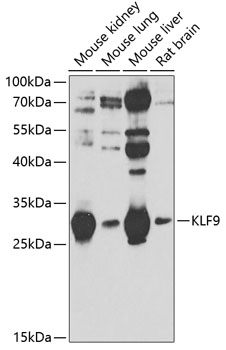 KLF9 Antibody - Cat. No. 22-774 | ProSci