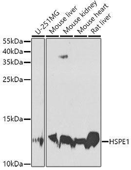 HSPE1 Antibody - Cat. No. 22-937 | ProSci