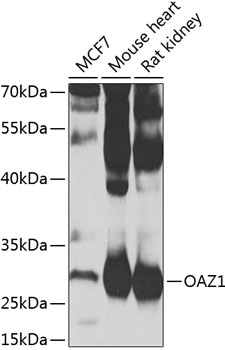 OAZ1 Antibody - Cat. No. 22-944 | ProSci