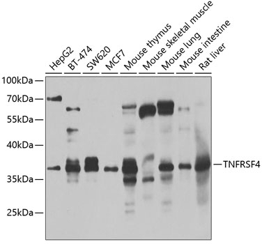 TNFRSF4 Antibody - Cat. No. 22-987 | ProSci