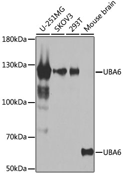 UBA6 Antibody - Cat. No. 22-995 | ProSci