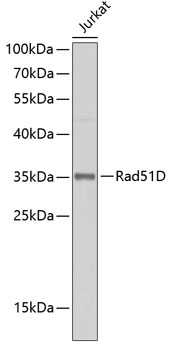 Rad51D Antibody - Cat. No. 23-011 | ProSci