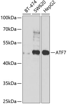 ATF7 Antibody - Cat. No. 23-040 | ProSci