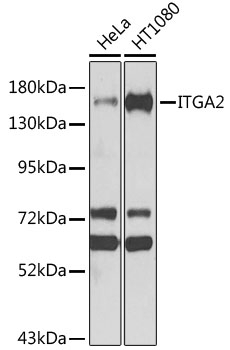 ITGA2 Antibody, KO Validated - Cat. No. 23-063 | ProSci