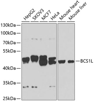 BCS1L Antibody - Cat. No. 23-078 | ProSci