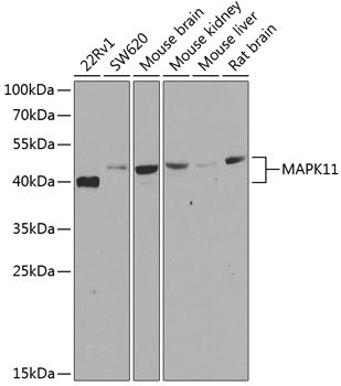 MAPK11 Antibody - Cat. No. 23-126 | ProSci
