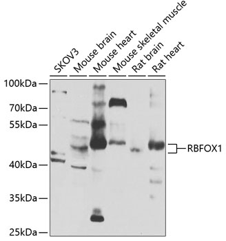 RBFOX1 Antibody - Cat. No. 23-200 | ProSci