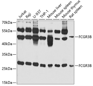 FCGR3B Antibody - Cat. No. 23-261 | ProSci