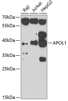 APOL1 Antibody - Cat. No. 23-297 | ProSci