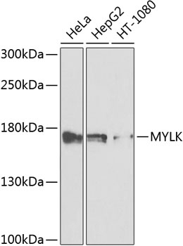 MYLK Antibody - Cat. No. 23-364 | ProSci
