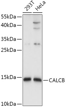 CALCB Antibody - Cat. No. 23-403 | ProSci