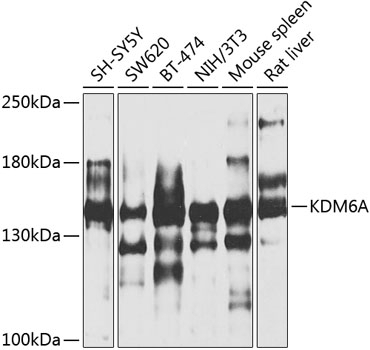 KDM6A Antibody - Cat. No. 23-439 | ProSci