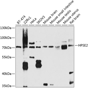 HPSE2 Antibody - Cat. No. 23-476 | ProSci